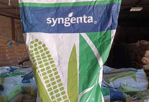 Семена кукурузы сингента Syngenta 2020 год