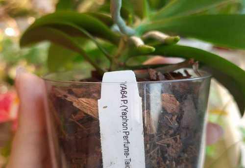 Орхидея фаленопсис арома