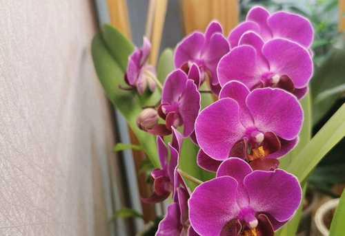 Орхидея фаленопсис brazilian fever