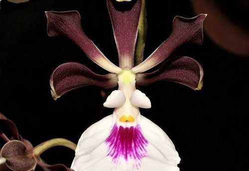 Орхидея энциклия - Encyclia cordigera
