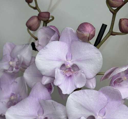 Орхидея фаленопсис