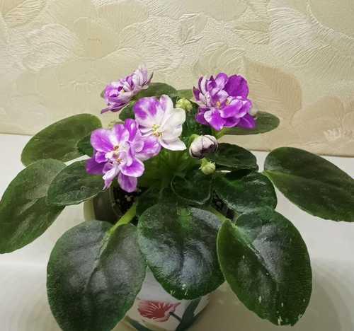 Фиалка ав-В Краю Единорогов