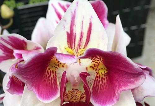 Орхидея Phal. Little Gem Stripes (peloric - 3 lips