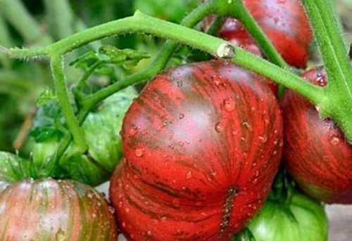 Семена коллекционных томатов серии гном томатный