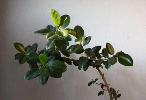 Фикус каучуконосный (Ficus elastica)