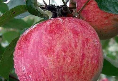 Яблоня Осеннее полосатое-великолепный сорт