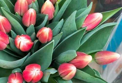 Тюльпаны к 8 марта оптом