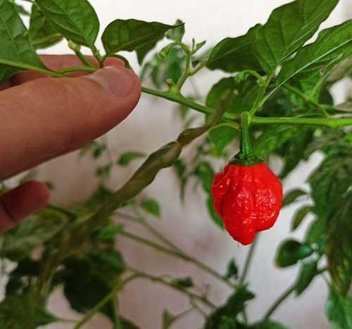 Большой Куст Острого перца 7pot