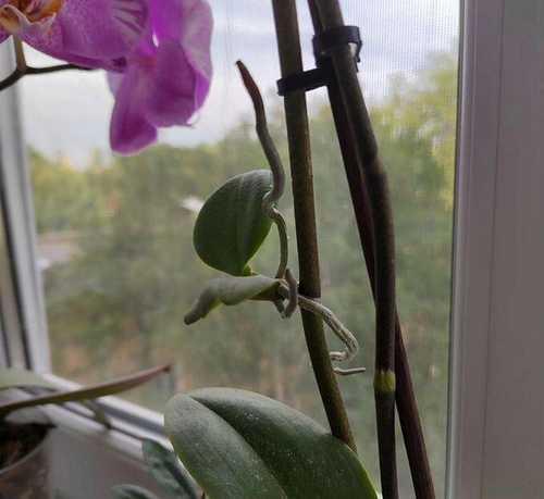 Орхидея фаленопсис Дикий Кот