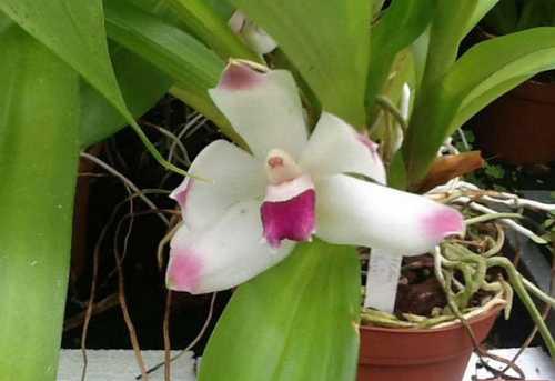 Редкие орхидеи