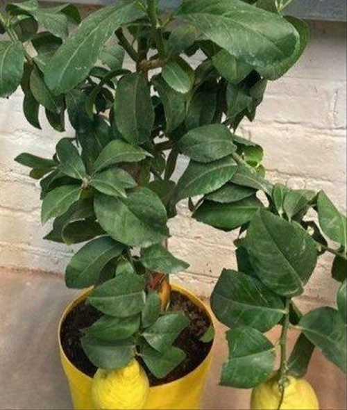 Лимонное дерево Цитрофортунелла Премиум 78 см