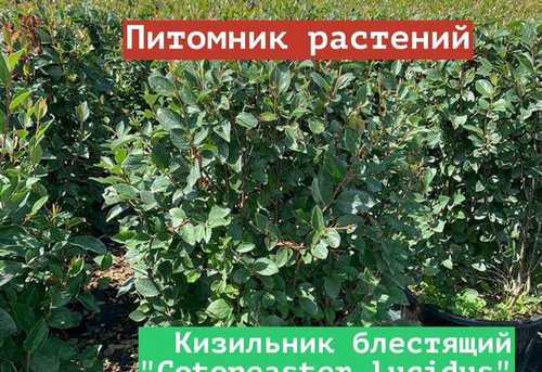 Саженцы Кизильник блестящий Cotoneaster lucidus