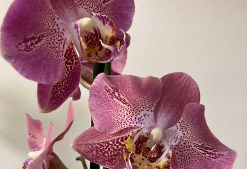 Орхидея Леко фантастик цветущая