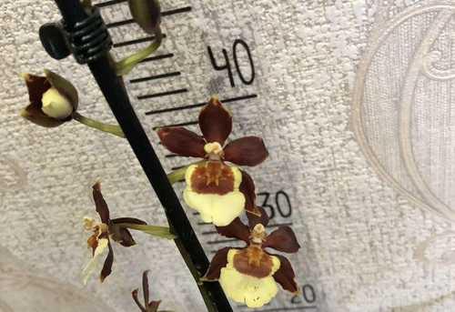 Орхидея камбрия