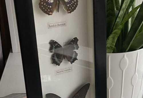 Картина с живыми бабочками