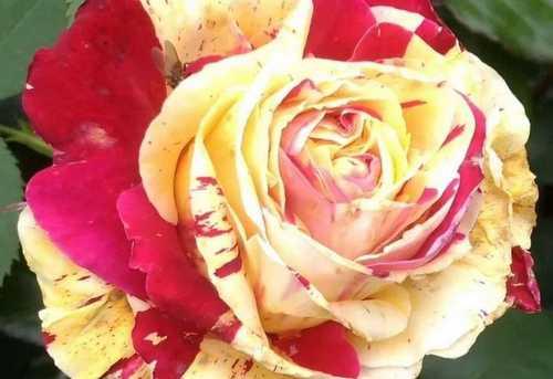 Роза плетистая Ванилла фрейз ароматная крупная