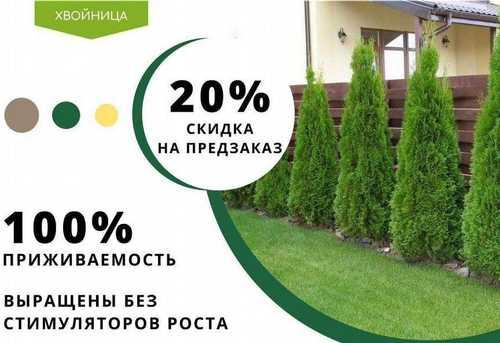 Туя Брабант 1,5 м