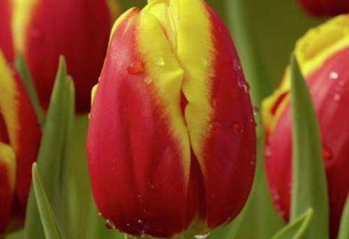 Тюльпаны крупные оптом предзаказ К 8 марту