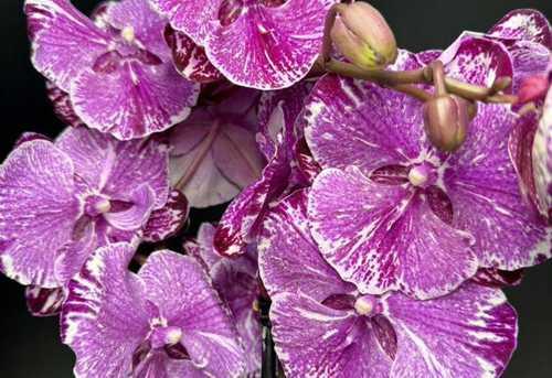 Орхидея фаленопсис биг лип редкой мутации