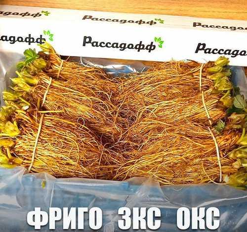 Рассада клубники. Элитные сорта