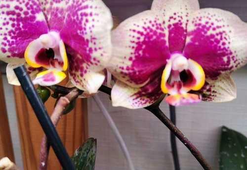 Орхидея фаленопсис Dream diamond