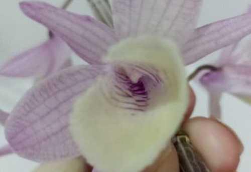 Орхидея дендробиум jan orinstein