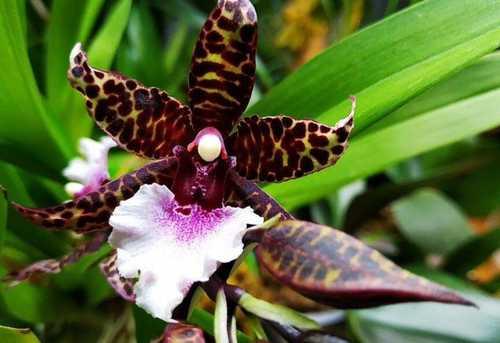 Орхидея Калмонара