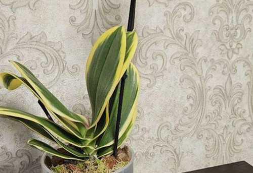 Орхидея Magic leaf