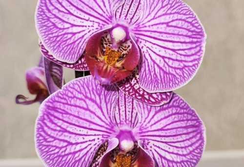Орхидея Pink Balanz цветущая