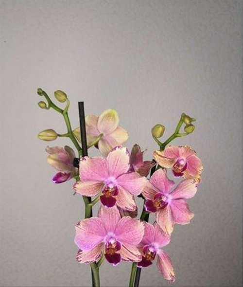 Орхидея Пират Пикоти с мутацией по форме