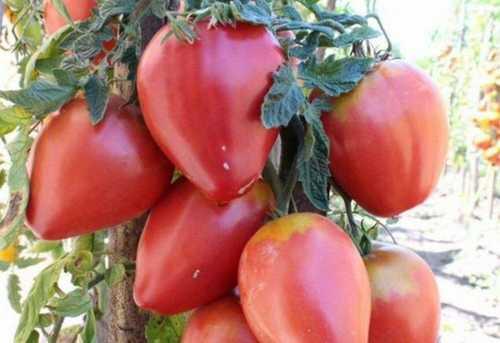 Семена легендарного томата Косово
