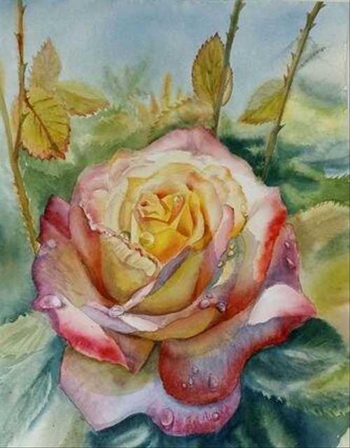 Картина акварелью Утренняя роза