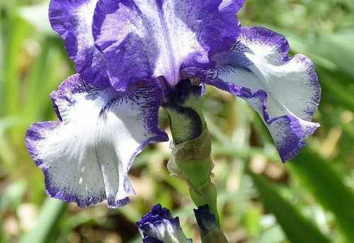 Ирис бело - Сиреневый