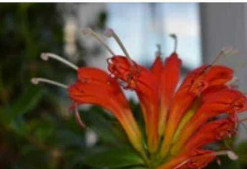 Цветок красивоцветущий Эсхинантус жар птица