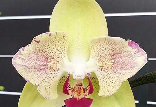 Орхидея Phal. Fortune Saltzman (peloric - 2 eyes)