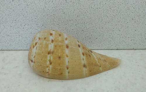 Фикус Вериджита 8,20 морская ракушка раковина