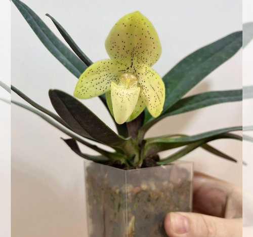 Цветет. Орхидея Paph. Concolor var. Striatum