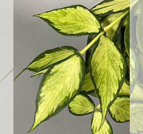 Хойя Polyneura variegata