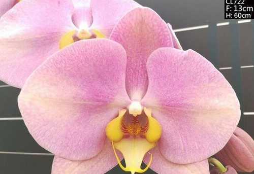 Орхидея Phal. LL267