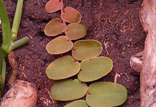 Растения для флорариума