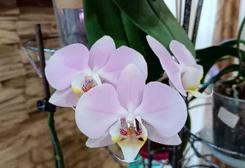 Орхидея нежная розовая