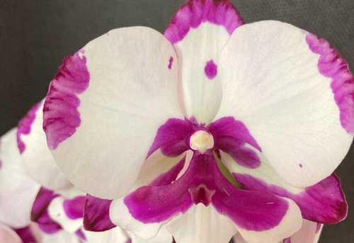 Орхидея фаленопсис Молния