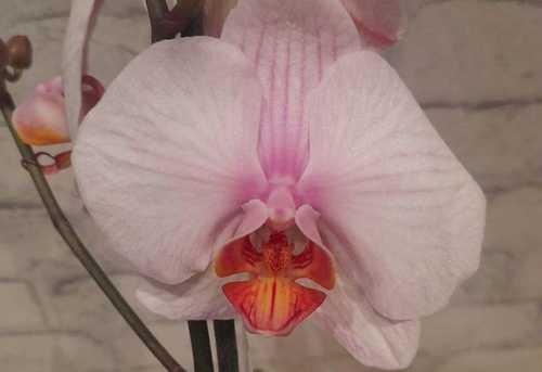 Орхидея фаленопсис (цветёт)