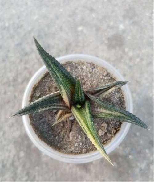 Хавортия (Haworthia limifolia variegata)