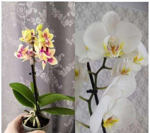 Орхидея фаленопсис сого готрис sogo gotris, белая