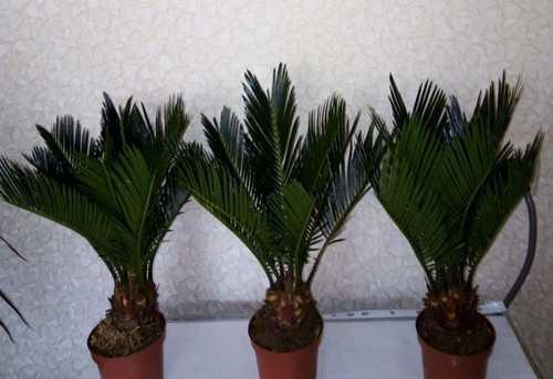 Сагова пальма (Цикас)