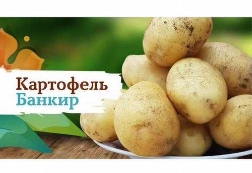 Картофель семенной сорт Банкир