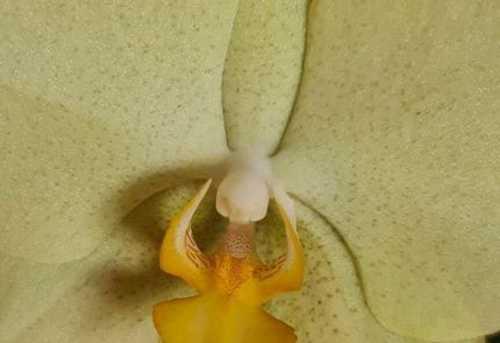 Орхидея фаленопсис Аласио