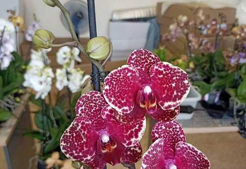 Орхидея фаленопсис Red Sesame красная