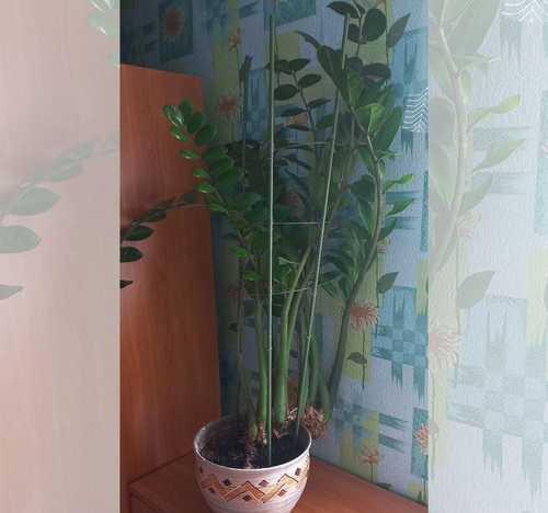 Комнатные цветы замиокулькас